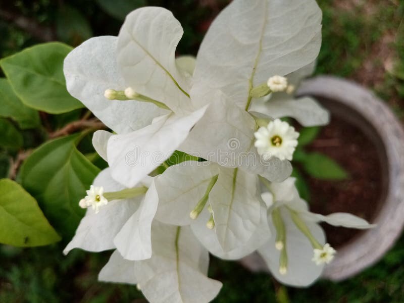 Beautiful White Bogan Villa Flowers Stock Photo - Image of boganvilla ...