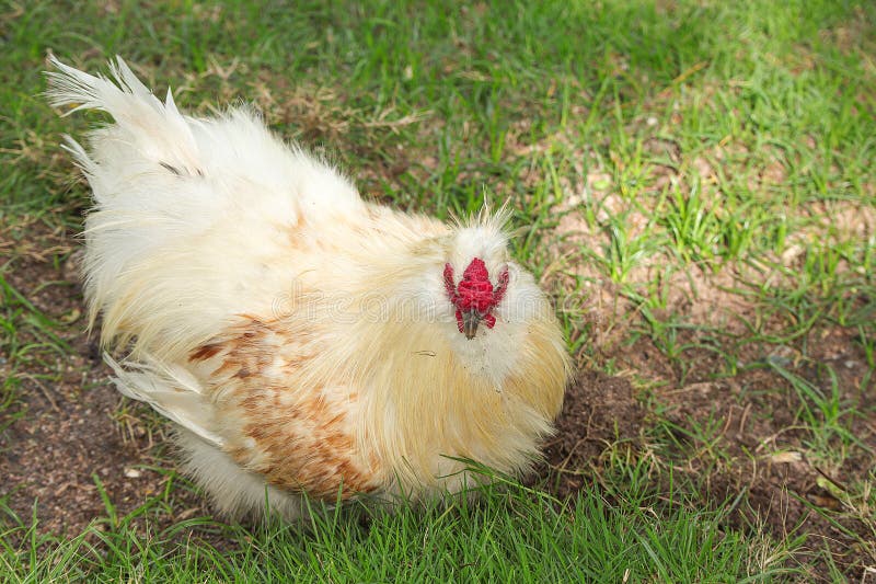 A Beautiful of White Brahma Chicken on a Green Field. Stock Photo ...