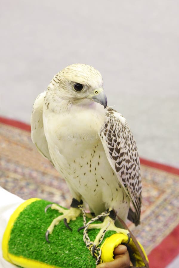 White breasted hawk stock photo. Image of falcon, feathers - 11592092