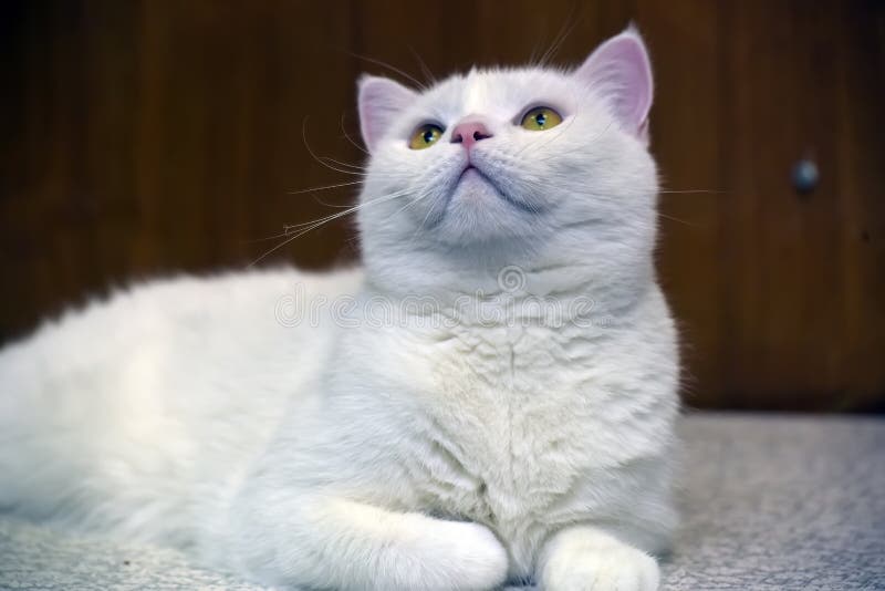 Beautiful White British Cat Stock Photo - Image of nature, mammal ...