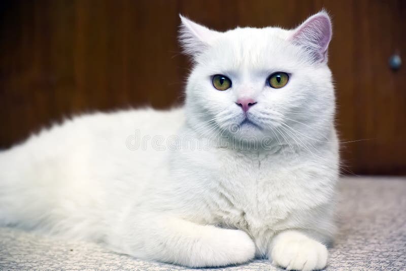 Beautiful White British Cat Stock Photo - Image of kitty, blanket ...