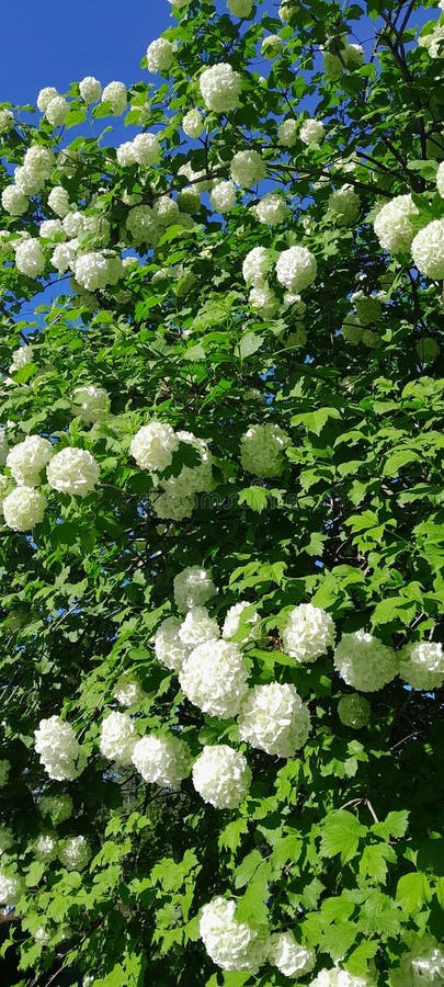 Beautiful White Buds Blooming in Spring Stock Photo - Image of spring ...
