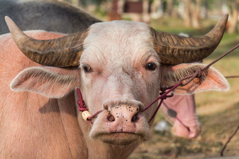 The white buffalo stock image. Image of animal, goat - 269232971
