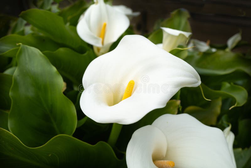 Beautiful White Calla Lilies with Large, Lush Green Leaves Stock Image ...