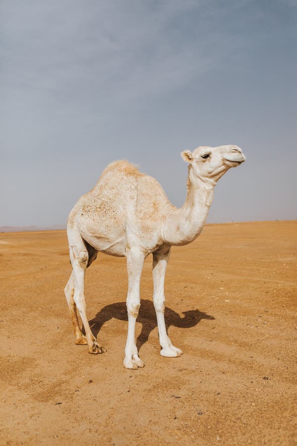 Cute White Camel Posing in the Desert Stock Image - Image of journey ...
