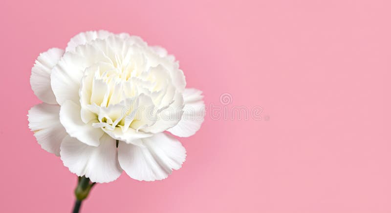Beautiful White Carnation Flower Web Header on Soft Pink Background ...