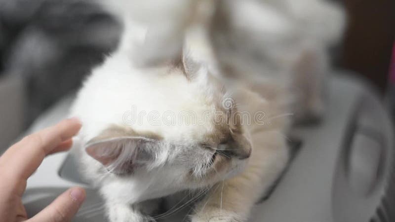 Blue Eyes Flower Bed - Nemophila Stock Footage - Video of kanagawa ...