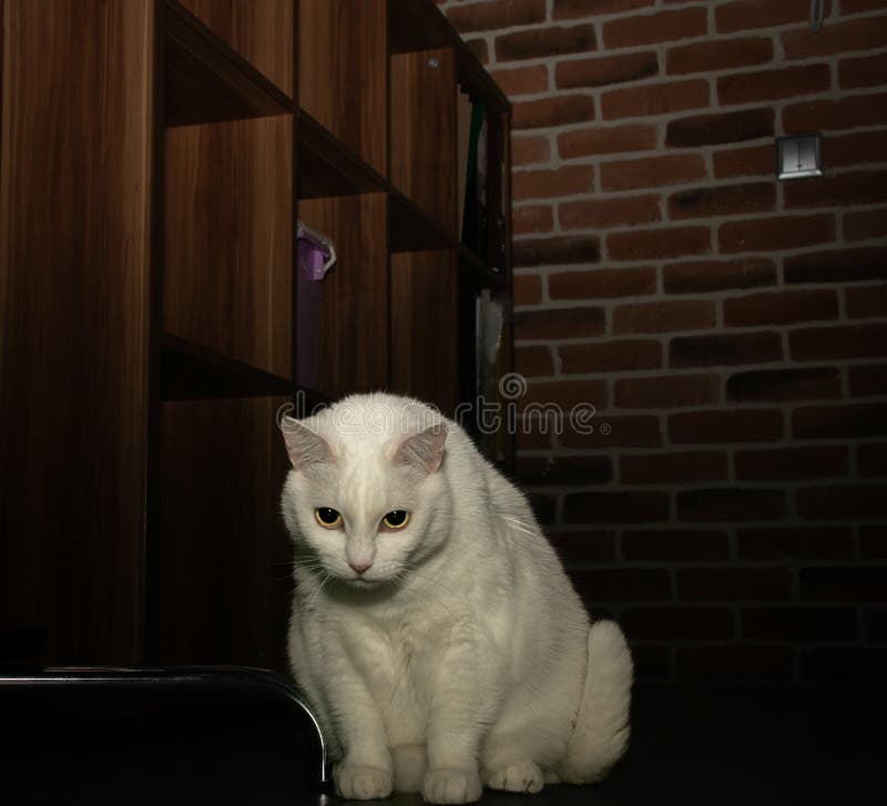 Beautiful White Cat with Beautiful Bright Orange Eyes. White Cat Stock ...