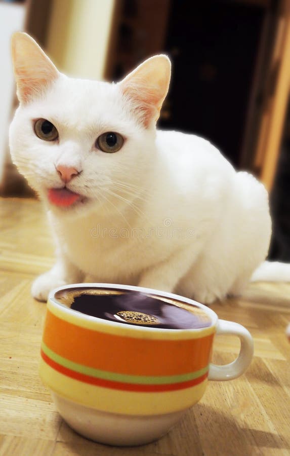 Beautiful White Cat and Coffee Stock Photo - Image of pedigree, furry ...