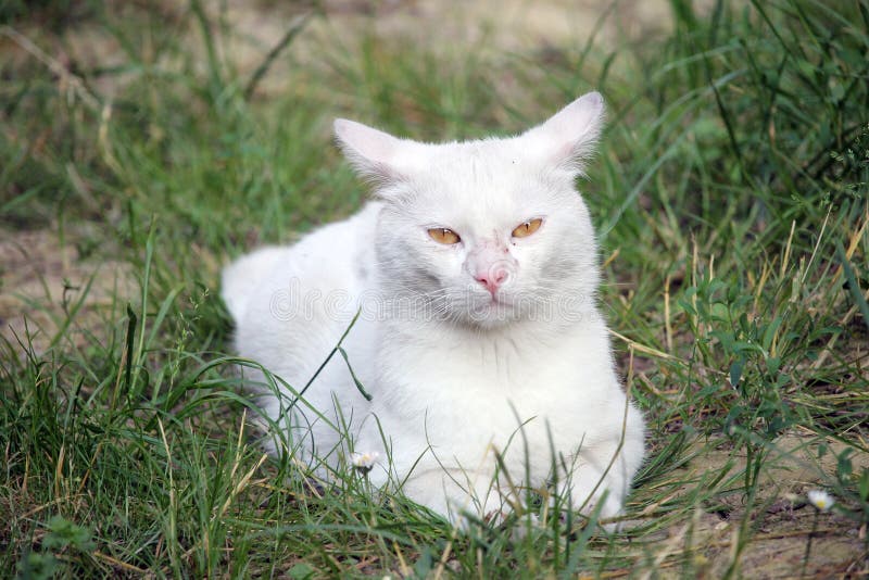 White stray cat outside stock image. Image of mammal - 117582637