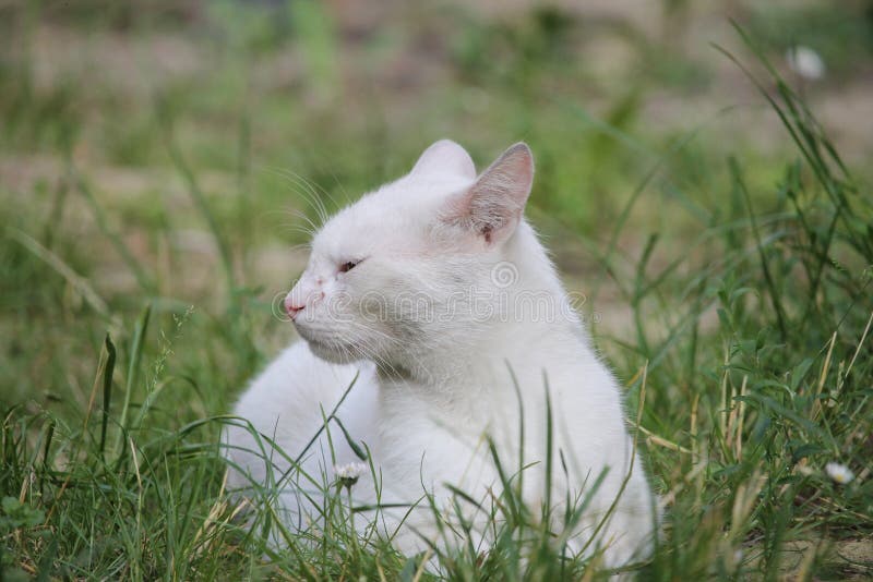 White stray cat outside stock photo. Image of lyoutside - 117582836