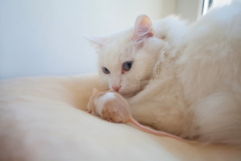 Beautiful White Cat with Mouse on His Head Stock Image - Image of ...