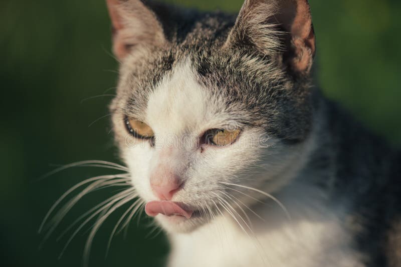 Beautiful White Cat Playing Outdoors Stock Image - Image of whiskers ...