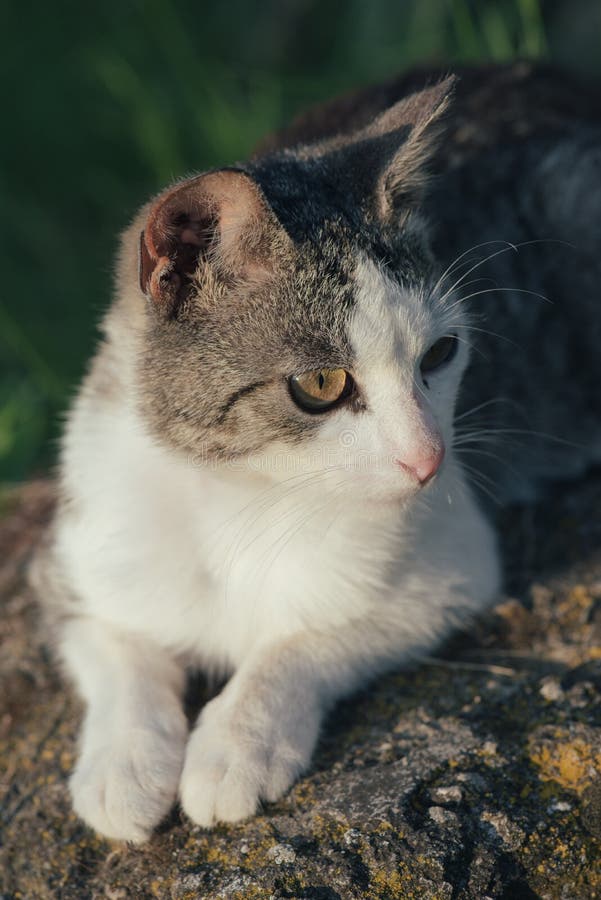 Beautiful White Cat Playing Outdoors Stock Image - Image of feline ...