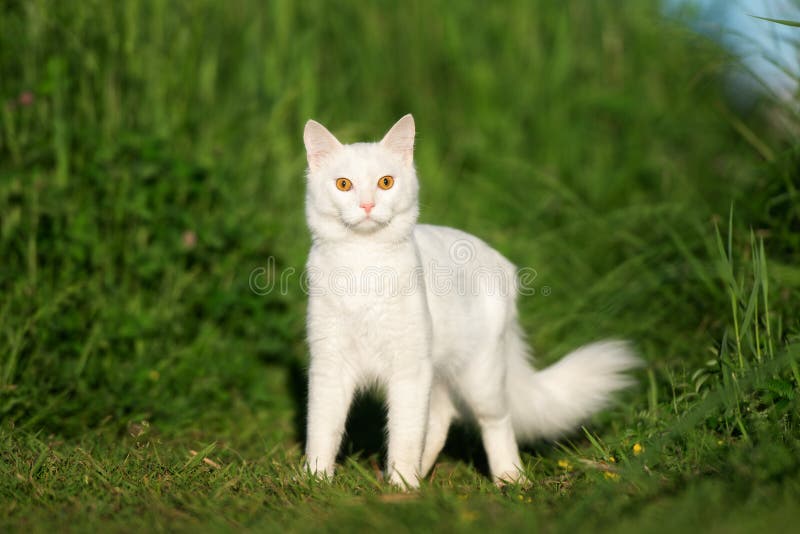 Beautiful White Cat Walking Outdoors in Summer Stock Image - Image of ...