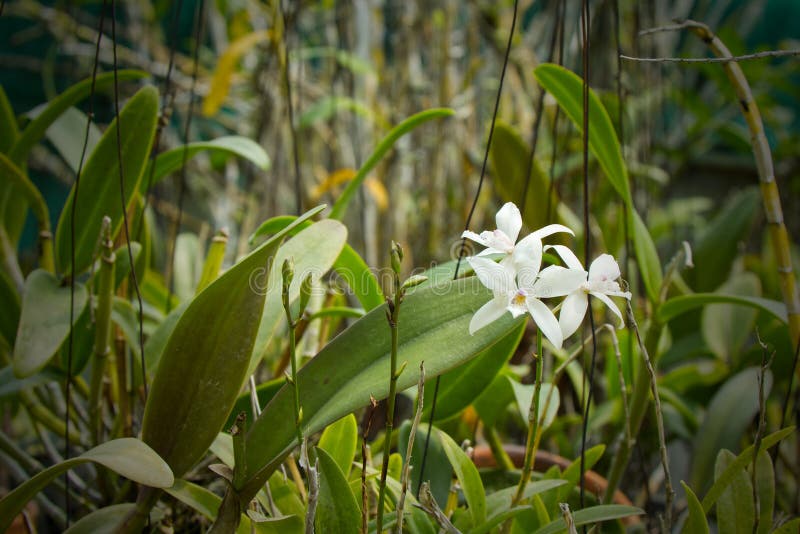 Beautiful White Cattleya Orchid in Natural Light Stock Photo - Image of ...