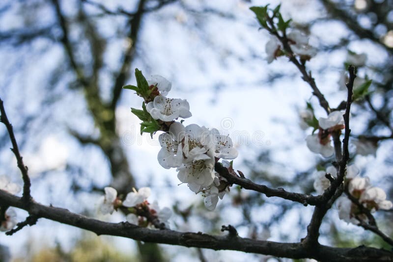 Beautiful White Cherry Blossom on the Branch Stock Photo - Image of ...