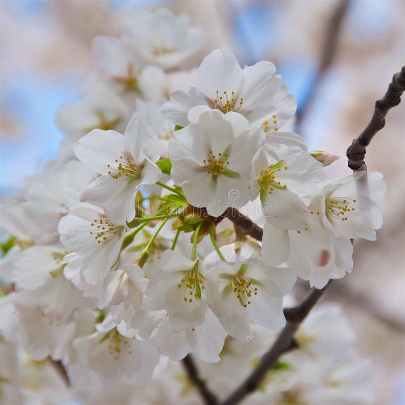 Beautiful White Cherry Blossom in the Spring Stock Photo - Image of ...
