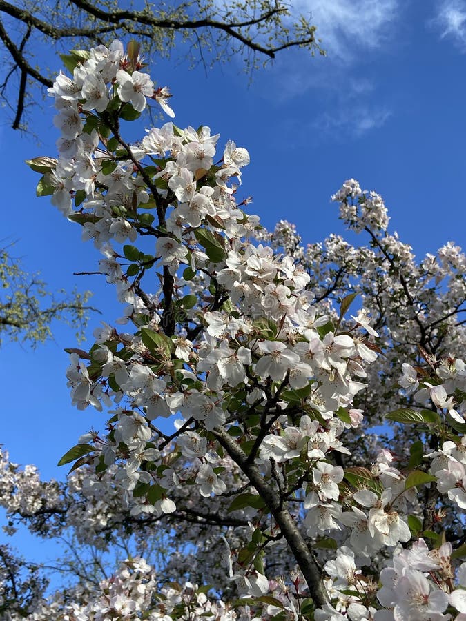 Beautiful White Cherry Blossoms and Blue Sky in April in Spring Stock ...