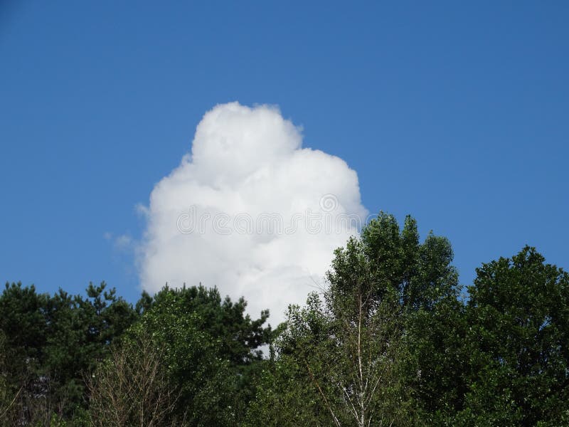 White cloud among trees stock image. Image of sand, trees - 106550897