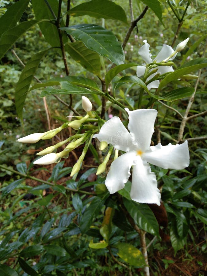Beautiful White Colour Flower Image Stock Image - Image of garden, tree ...