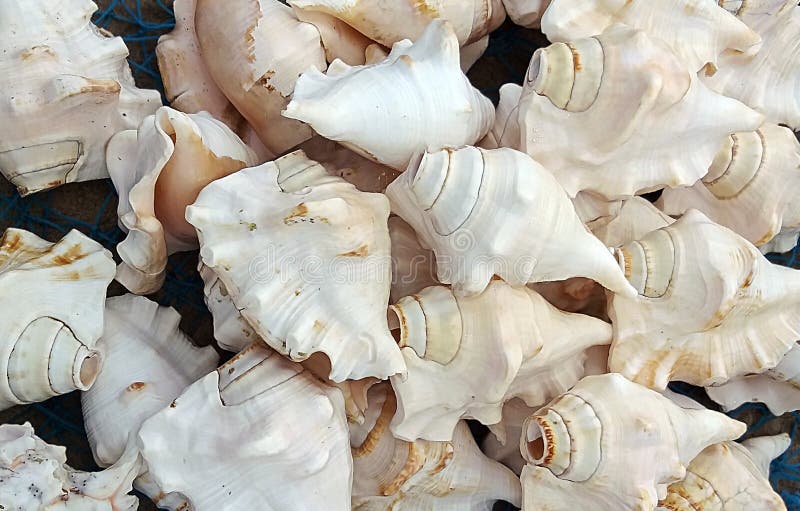 CONCH SHELL stock photo. Image of shape, ornament, shell - 193533704