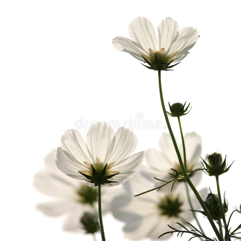 Beautiful White Cosmos on White Background Stock Image - Image of green ...