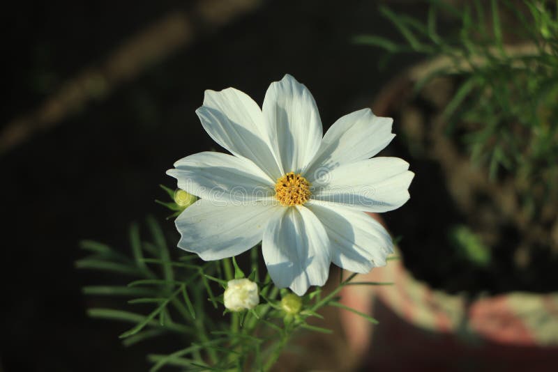 Beautiful White Cosmos Flower in the Garden. for a Background Stock ...