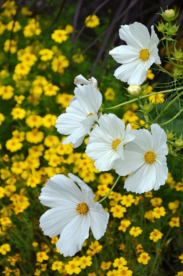 White cosmos flowers stock photo. Image of plant, wildflower - 275871820