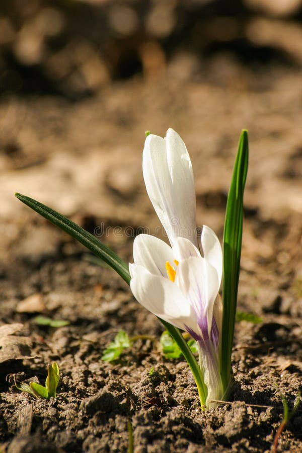 Beautiful White Crocus Flowers on a Natural Background in Spring Stock ...