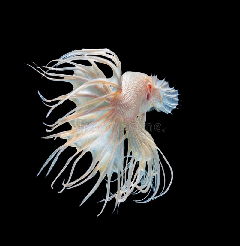 Beautiful White Crowntail Betta Fish Siamese Fighting Fish Isolated on ...