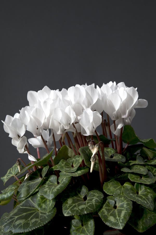 White Cyclamen flower stock photo. Image of season, nature - 197324348