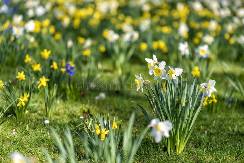 Beautiful White Daffodils in Spring Stock Photo - Image of flower, lent ...