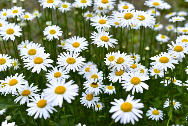 Beautiful White Daisies in the Field and Individual Flowers Stock Photo ...