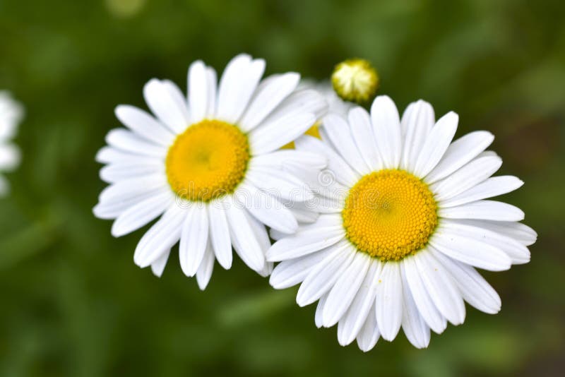 Beautiful White Daisies in the Field and Individual Flowers Stock Photo ...