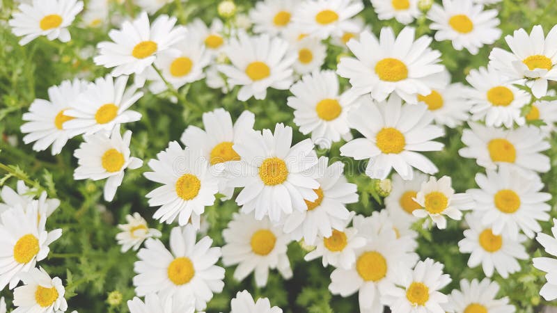 Beautiful White Daisies in Full Bloom, Symbolizing Purity, Nature, and ...