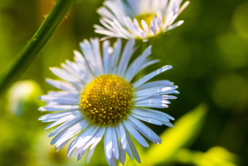 Beautiful White Daisy Flower on Meadow in a Spring Stock Photo - Image ...