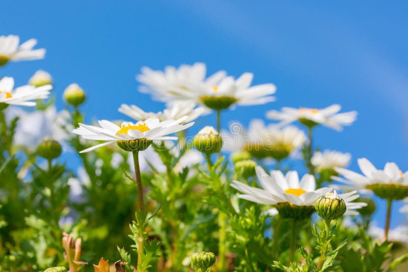 Beautiful White Daisy Flower with Sky Blue. Stock Image - Image of ...