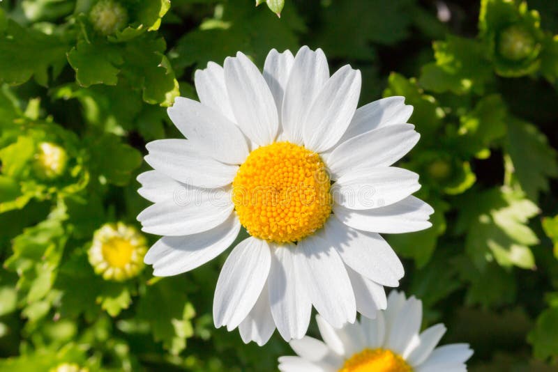 Beautiful White Daisy Fresh Flower in Garden. Stock Image - Image of ...