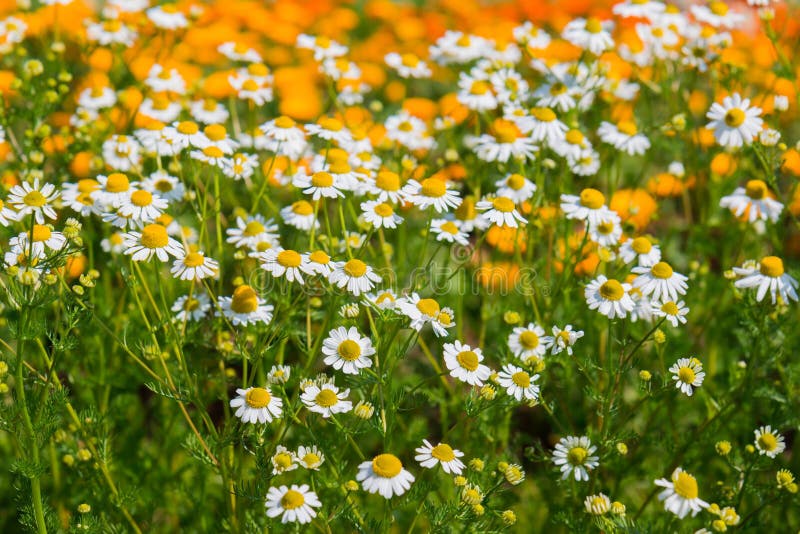 Beautiful White Daisy Fresh Flower in Garden. Stock Photo - Image of ...