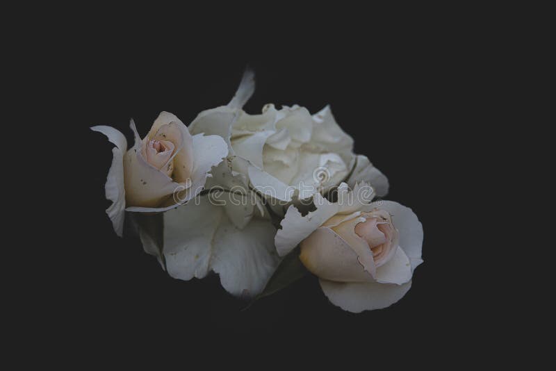 White Delicate Rose on a Dark Background Closeup Stock Photo - Image of ...