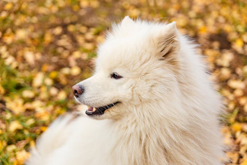 Beautiful White Dog Breeds Samoyed in the Fall Stock Image - Image of ...