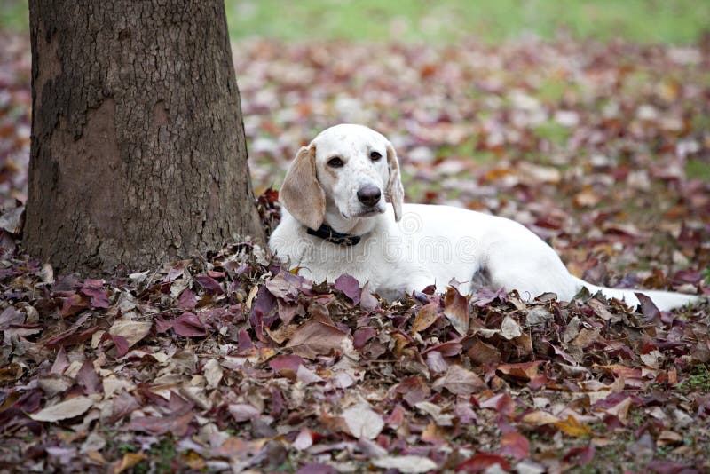 Beautiful White Dog Laying in Fall Leaves Stock Image - Image of love ...