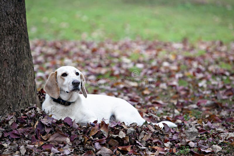 Beautiful White Dog Laying in Fall Leaves Stock Photo - Image of adult ...