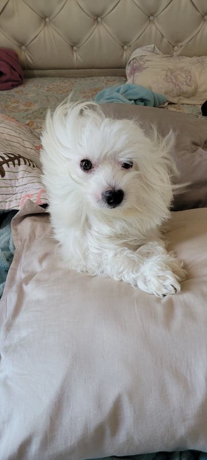 Beautiful White Dog of the Maltese Breed Resting on a Bed Stock Photo ...