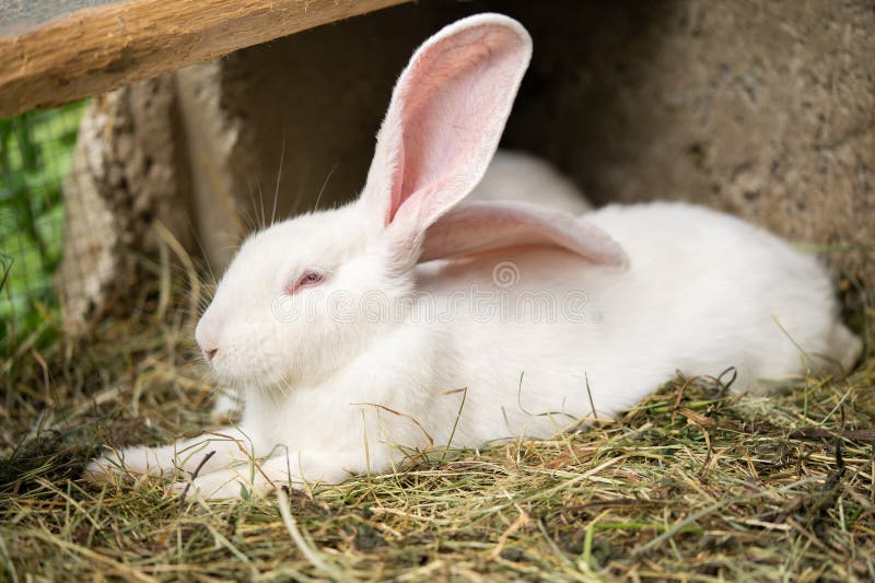 A Beautiful White Domestic Rabbit is Grazing and Walking in the ...