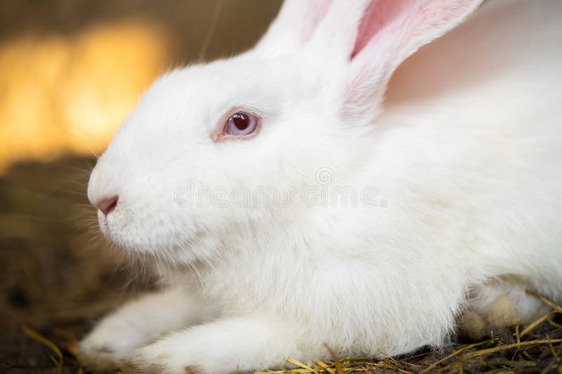 A Beautiful White Domestic Rabbit is Grazing and Walking in the ...