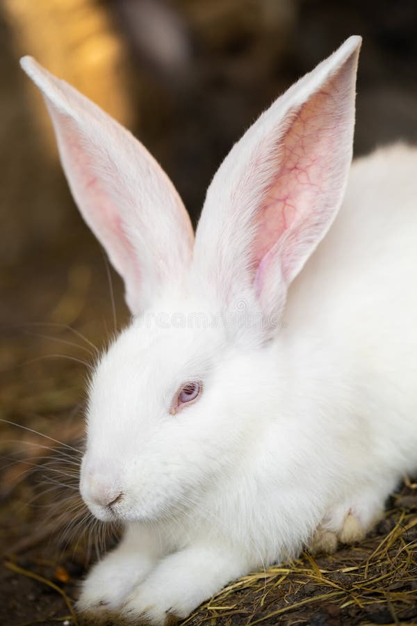 A Beautiful White Domestic Rabbit is Grazing and Walking in the ...