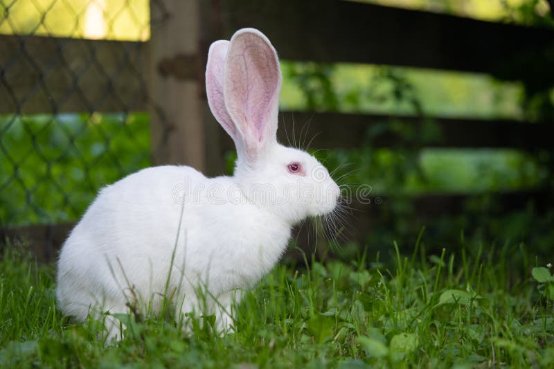 A Beautiful White Domestic Rabbit is Grazing and Walking Outdoors Stock ...
