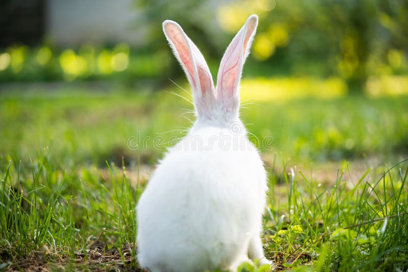 A Beautiful White Domestic Rabbit is Grazing and Walking Outdoors Stock ...